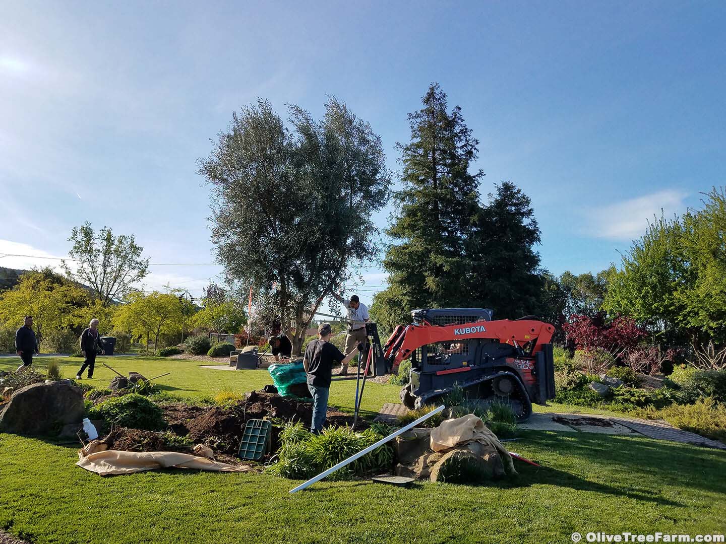 Swan Hill Fruitless Olive Trees - Olive Tree Farm