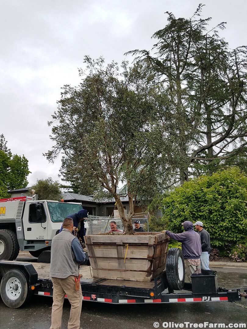 Swan Hill Fruitless Olive Trees - Olive Tree Farm