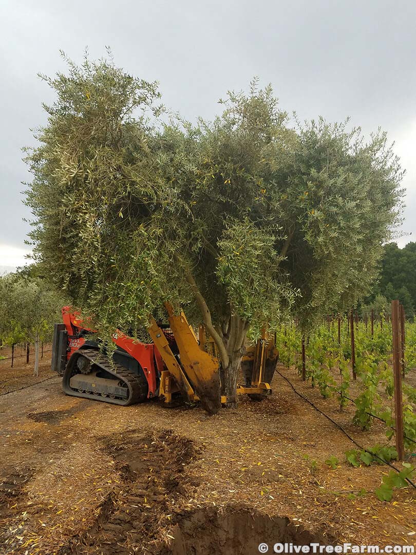 Swan Hill Fruitless Olive Trees - Olive Tree Farm