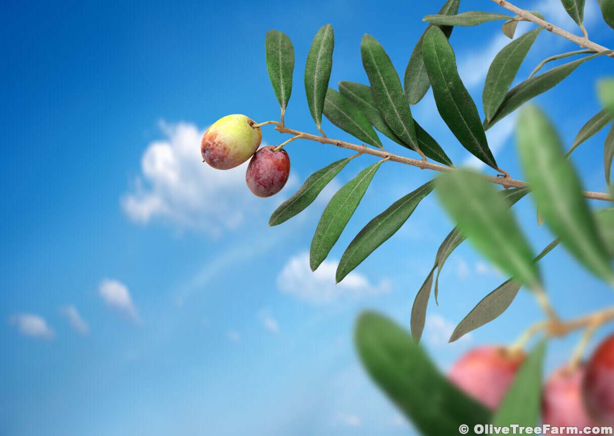 Olive Gallery - Olive Tree Farm