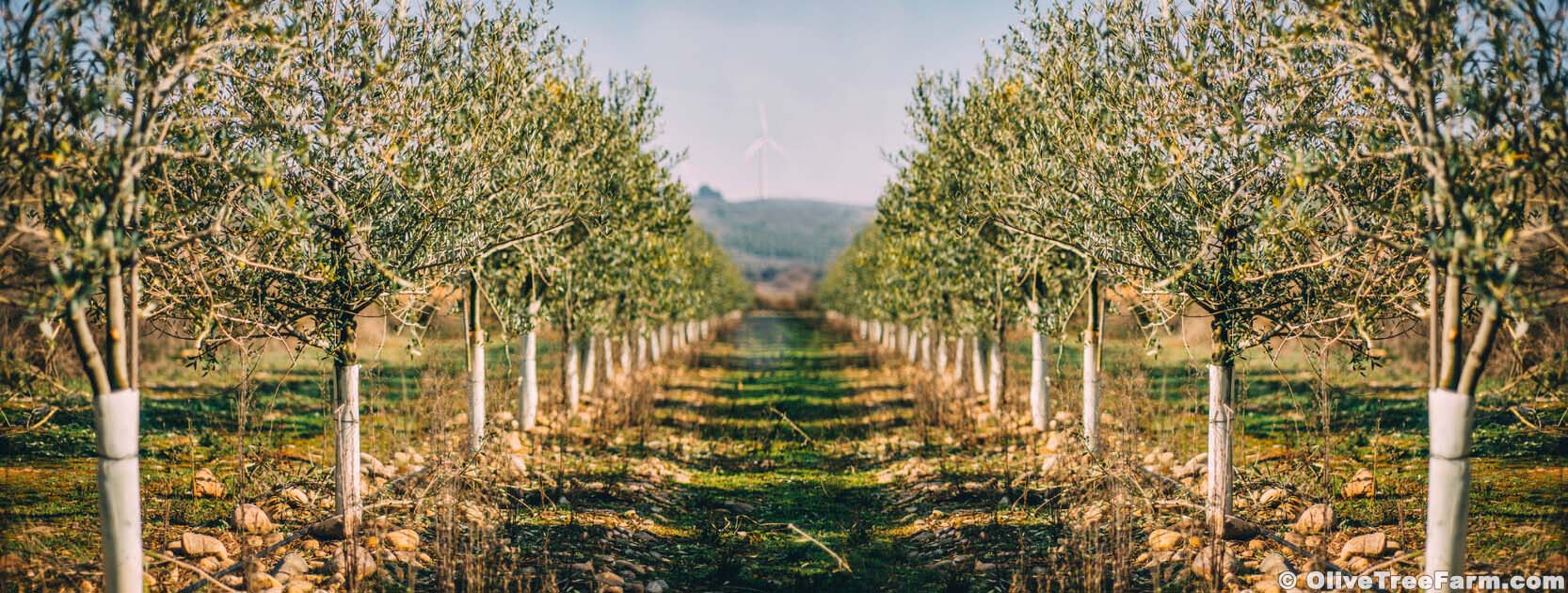 Olive Gallery - Olive Tree Farm