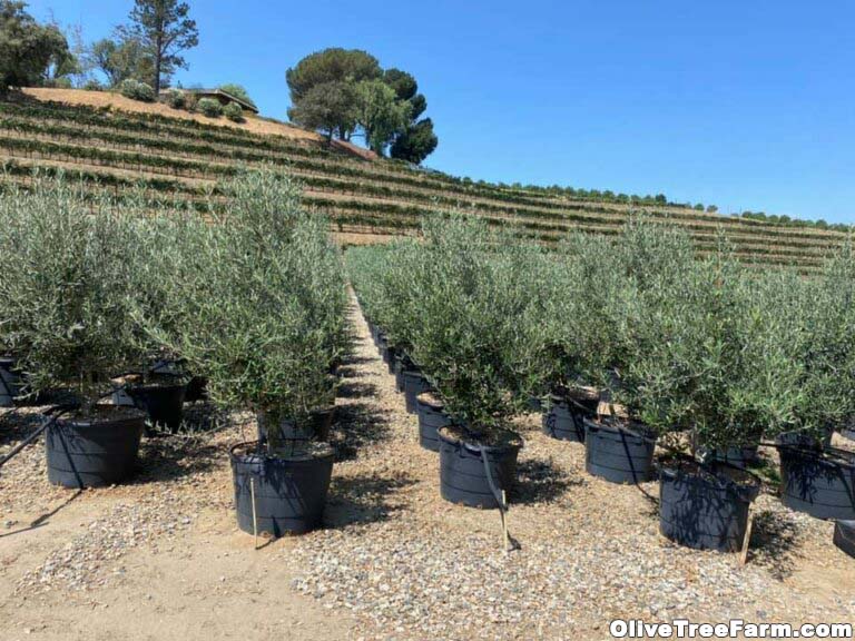 Olive Trees For Sale. Fruitless Swan Hill and Mature Olive Trees ...