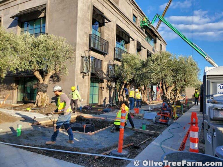 Olive Trees For Sale. Fruitless Swan Hill and Mature Olive Trees ...