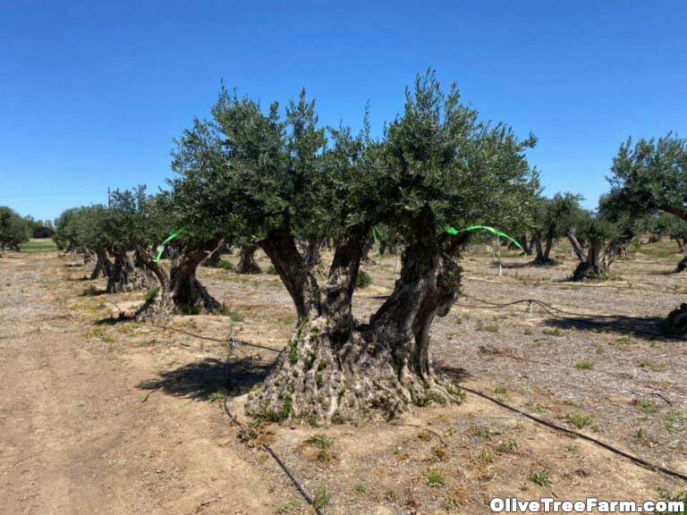 Olive Trees For Sale. Fruitless Swan Hill and Mature Olive Trees ...