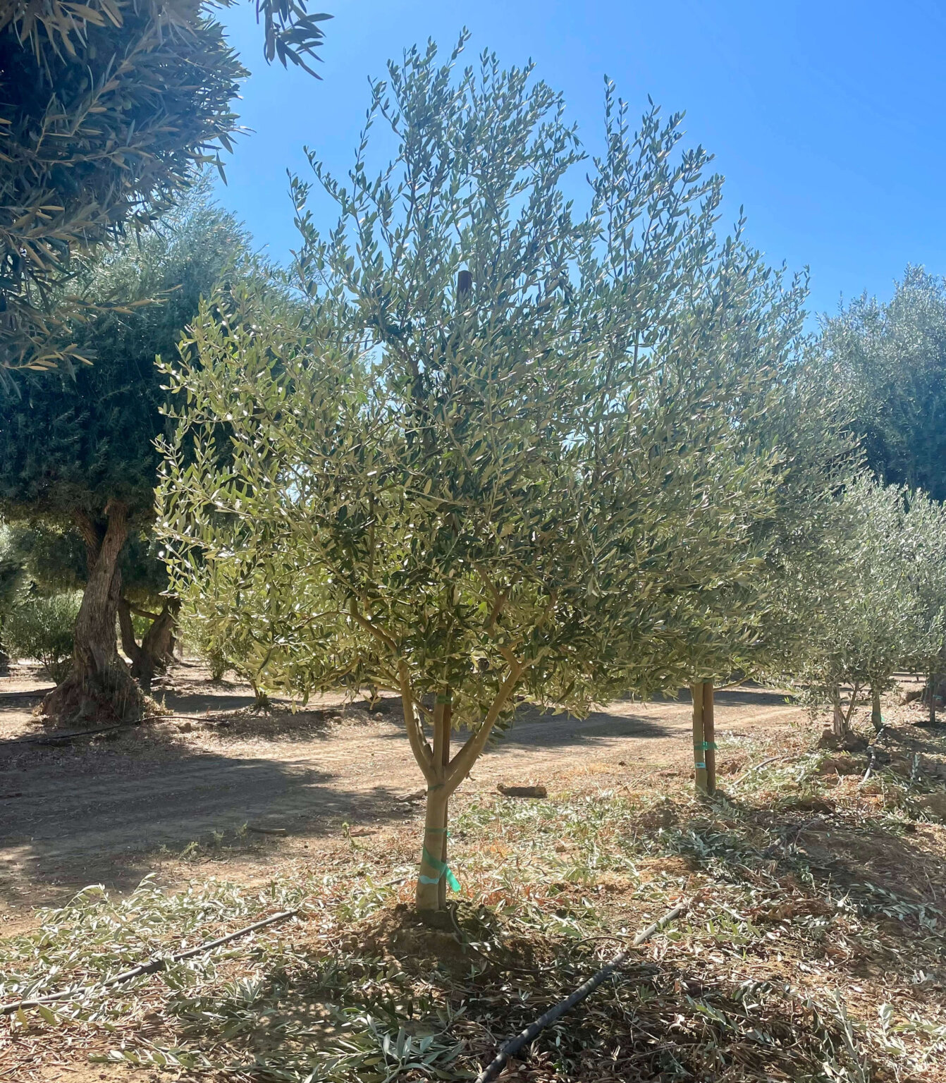 Nocellara del Belice olive trees - Olive Tree Farm