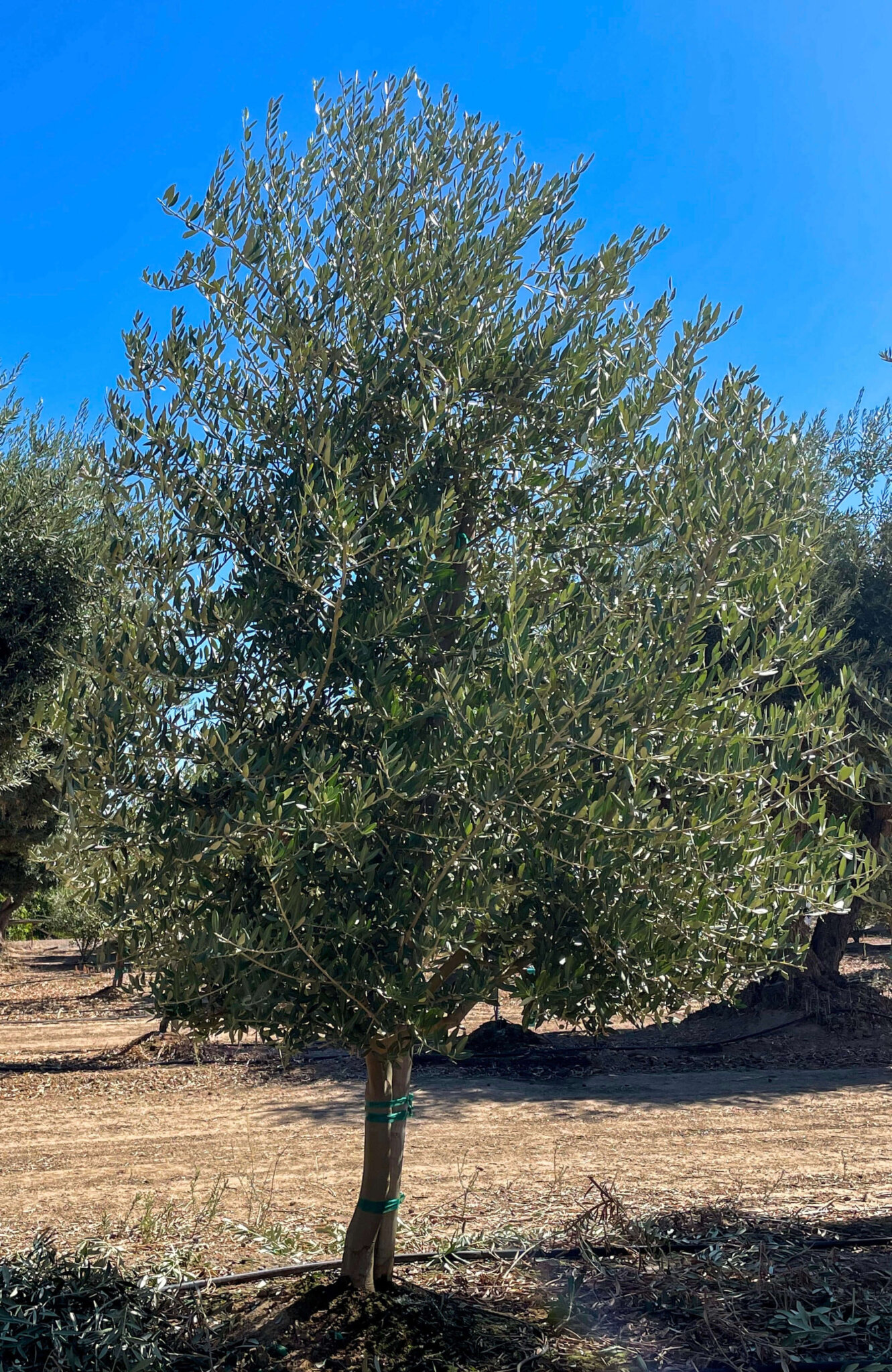 Frantoio Olive Trees - Olive Tree Farm
